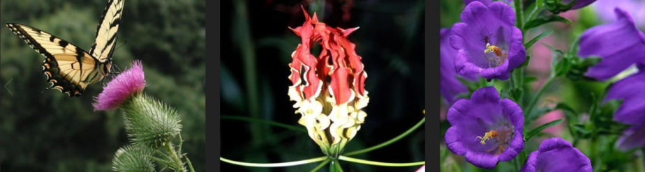 PYTORCH-CLASSIFIER | complicitMatter