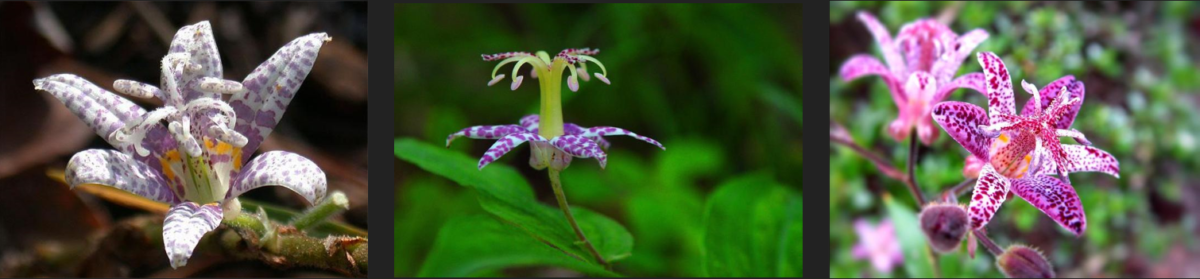 PYTORCH-CLASSIFIER | complicitMatter